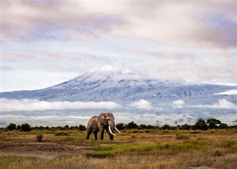 Vanishing Giants Inside The Disappearing World Of Amboselis Legendary