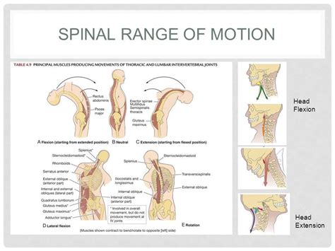Lumbar Rotation Range Of Motion
