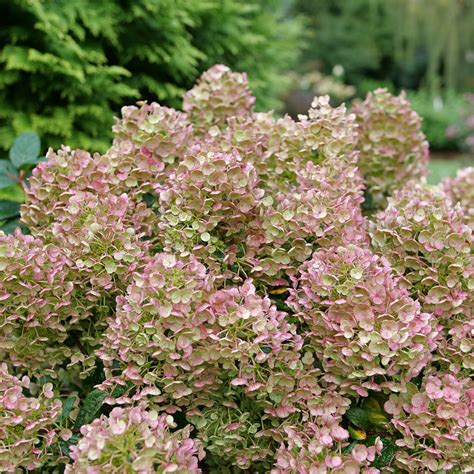 Tiny Quick Fire® Panicle Hydrangea Jardineries Botanix