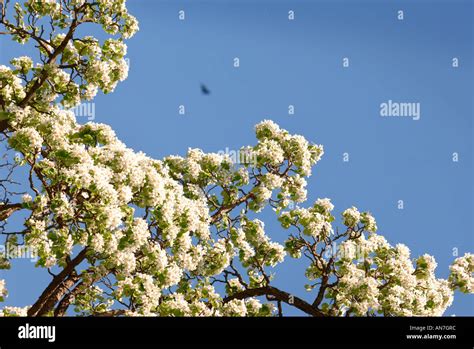 A Mature Barland Perry Pear Tree In Full Blossom In An Orchard