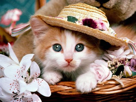 🔥 152 Funny Kitten Wallpapers Wallpapersafari