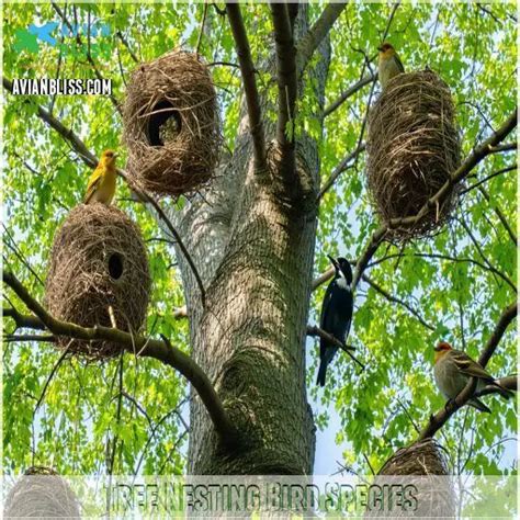 Birds Nesting In Trees Types Of Nests And Where To Spot Them