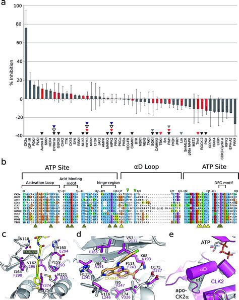 A The Results From A Kinase Selectivity Screen Where Cam4066 Was Download Scientific Diagram