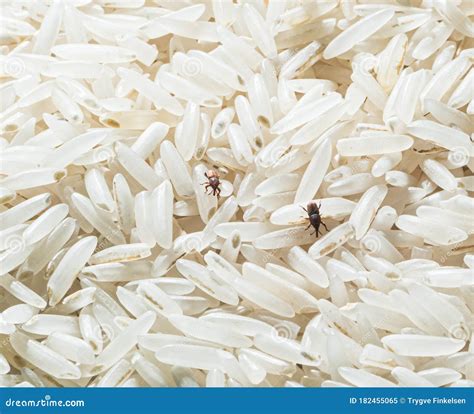 Rice Weevils Sitophilus Oryzae In Rice Stock Image Image Of Antennae