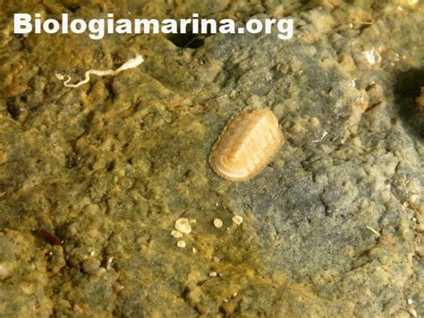 Chitone Oliva 1000 Biologia Marina Del Mediterraneo
