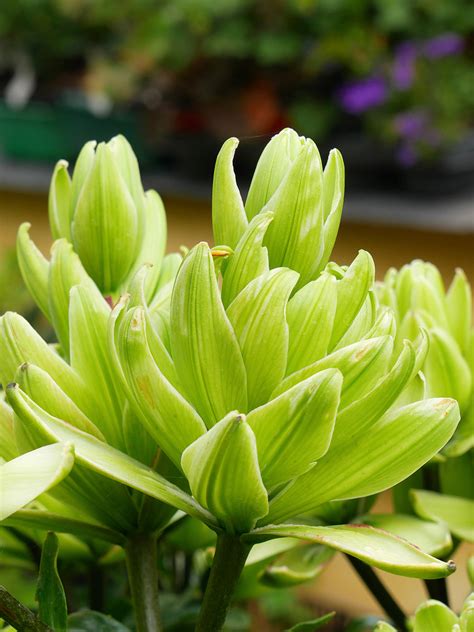 Green Flower Lily Lily Bulbs Shop 27 Varieties Eden Brothers