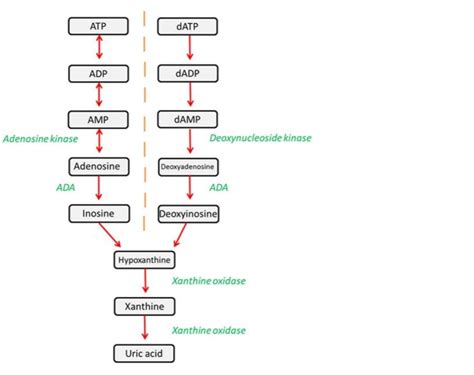Immunodeficiency Mind Map