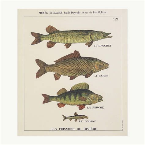 Poissons De Rivière Deyrolle
