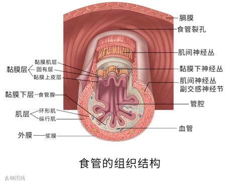 食管组织结构（标注版） 医学插画
