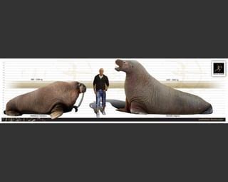 Meet Pontolis Magnus The Carnivorous Walrus 33 Larger Than The