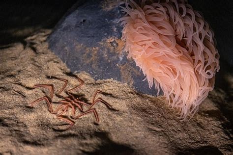 Oceanic Spiders What To Know About These Underwater Creatures