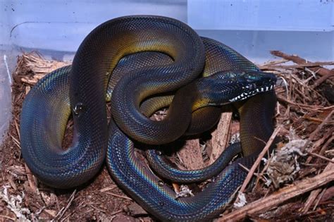 Northern White Lipped Python White Lipped Python By Gran Exotics Inc