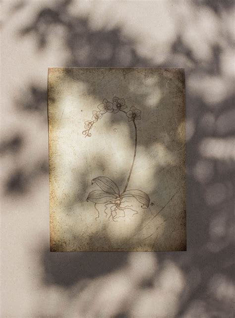 Unicidade Sofia Dinis