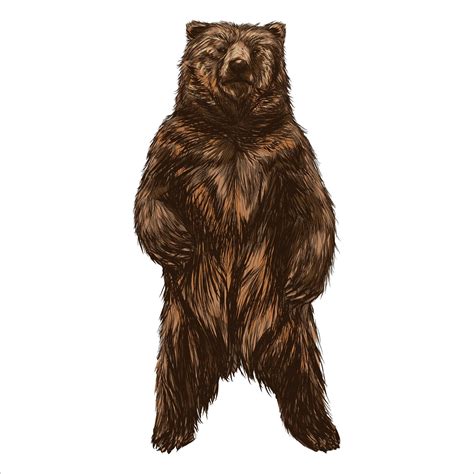 Brown Bear Vector Illustration Isolated On White Background 17032529