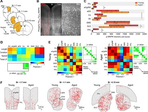 Figures And Data In A Corticostriatal Deficit Promotes Temporal Distortion Of Automatic Action