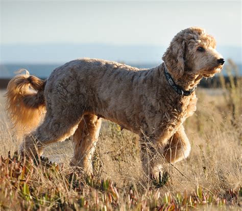 Goldendoodle Rasseportrait Hunter Magazin