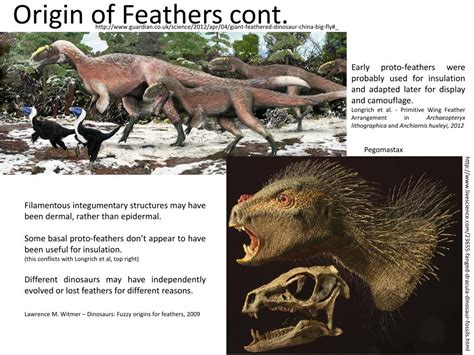 Ppt Evolutionary History Of Bird Feathers Powerpoint Presentation