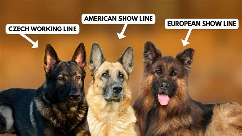 Different Species Of German Shepherd