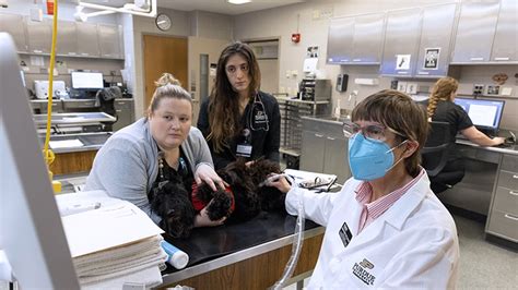 Can You Be A Vet Tech Without A Degree College Of Veterinary