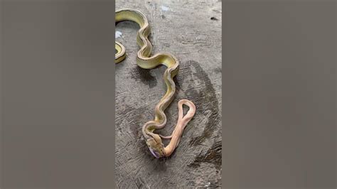 Retic Hap Retic Python Youtube