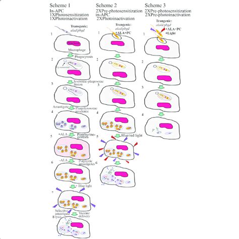 Diagramatic Illustration Depicting Three Different Schemes Of