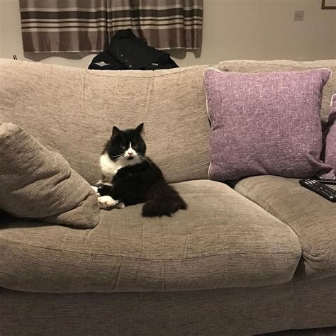 Does Anyone Else Cat Act All Cute And Affectionate To Make You Move