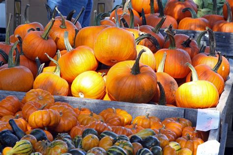 Glowing Pumpkins Under The Oak Tree Uncategorized