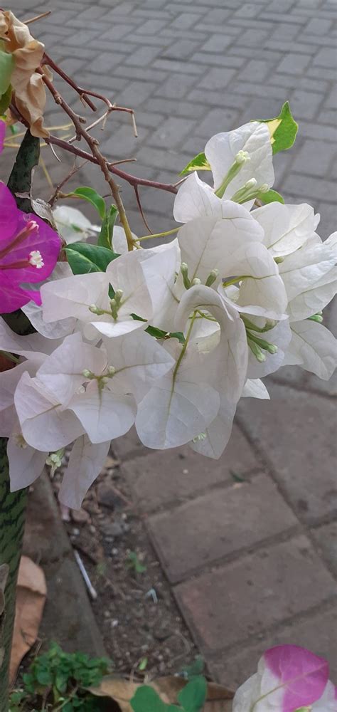 White Flower Bugenfil