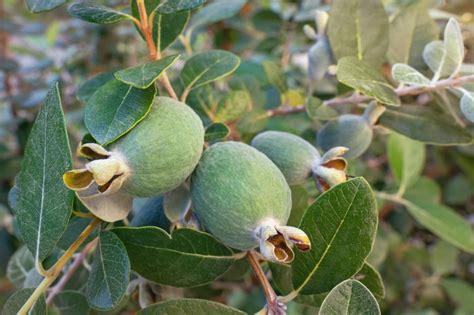 Top Factors For Planting Pineapple Guava Ty Ty Plant Nursery