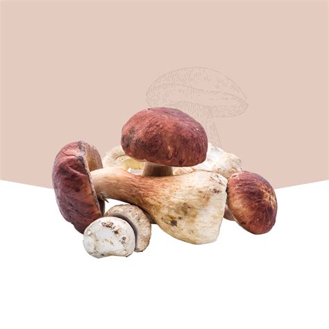 Vrganji Promet D O O