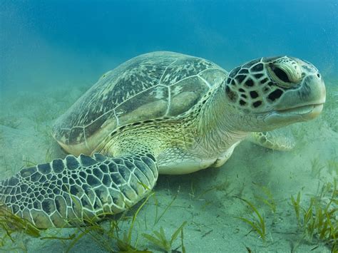Green Sea Turtle Shell