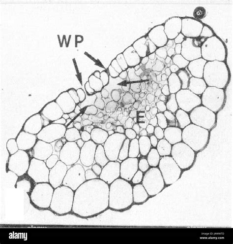 A Detailed Image Showing A Young Strawberry Leaf Section Emphasizing The Plants Structure And