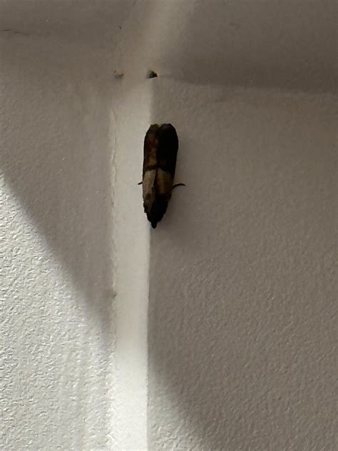 Help Pantry Bug Id Rwhatsthisbug