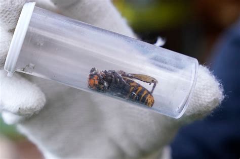 Scientists Will Set 1 000 Traps This Year Aiming To Eradicate Murder