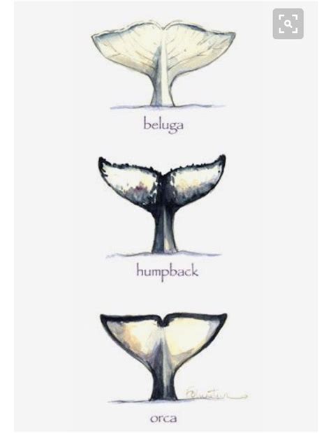 Elegant Whale Tail Tattoo Designs Beluga Whale Drawing Realistic