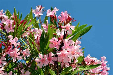 9 Of The Best Oleander Varieties Gardeners Path