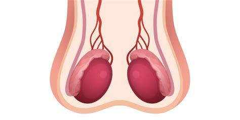 Testicles And Scrotum How Does It Work