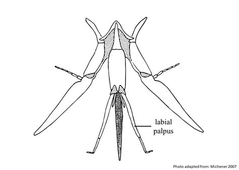 Glossary Exotic Bee Id