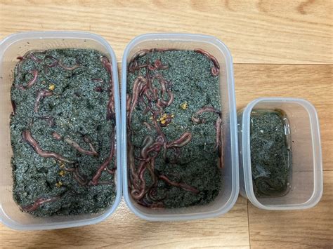 ジャリメ飼育 吉原サーフ フィッシングクラブ