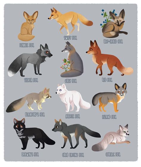 Fox Breed Compilation 🌾🌿🌷 Fox Breeds Pet Fox Cute Fox Drawing