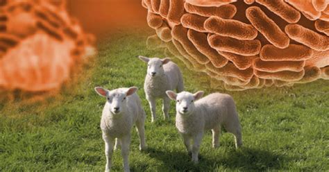 Ectima Contagioso En Pequeños Rumiantes