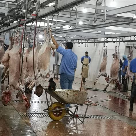 جريدة الرياض مسلخ العزيزية الزحام والفوضى سيدا المشهد