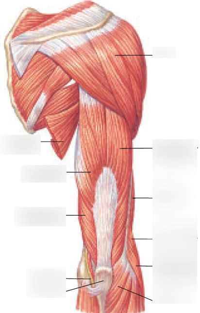 Posterior Muscles Of The Brachium Diagram Quizlet