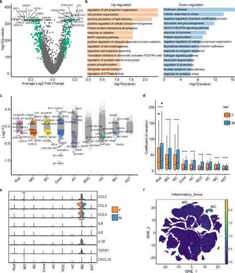 A Comprehensive Analysis Of Sex Biased Gene Expression In The Aging Human Retina Through A
