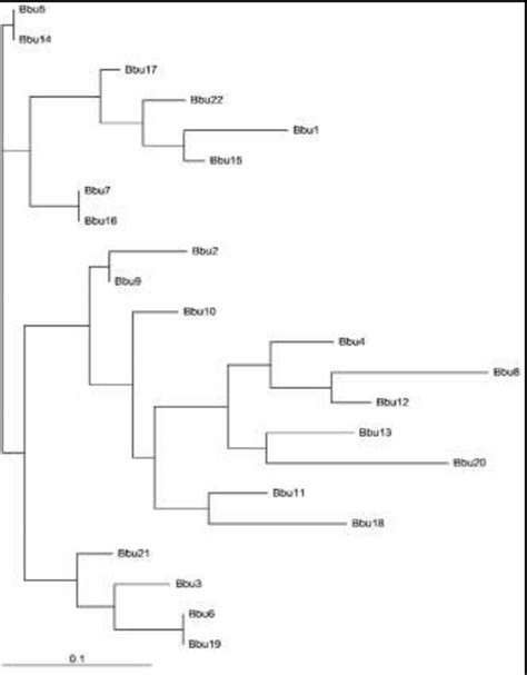 Neighbor Joining Nj Tree Based On D A Distance Matrix Illustrating