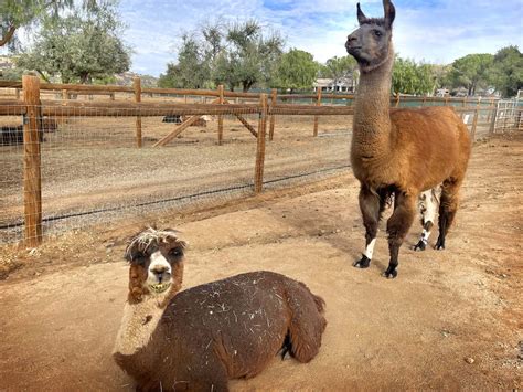 Alpine Acres Sanctuary Farm Hidden San Diego