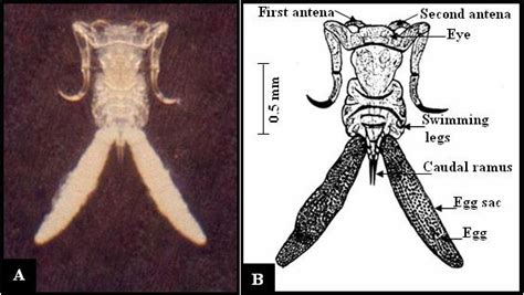 Ergasilus Sieboldi A Photomicrograph 70x B Camera Lucida Drawing Download Scientific Diagram