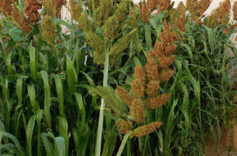 The Ultimate Guide To Growing Millet Tips For Successful Cultivation