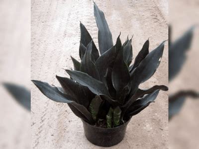 5 Superb Amazing Fact About Sansevieria Black Robusta Guides And Care 2021