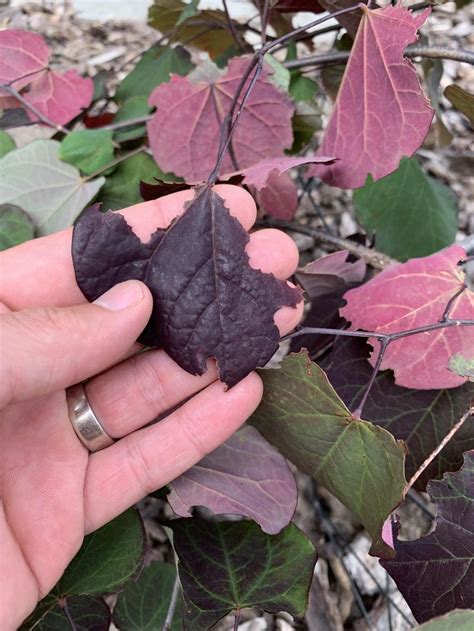 Whats Eating Our Eastern Redbud Leaves Zone 8b Seattle Doesnt Look